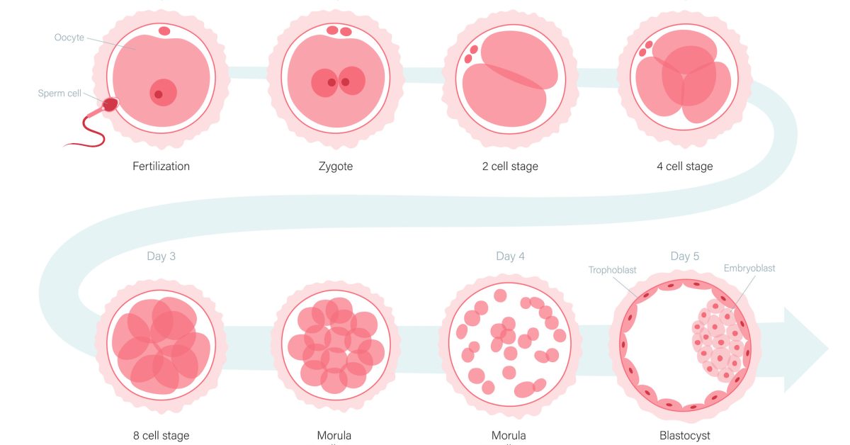 Embryo Development