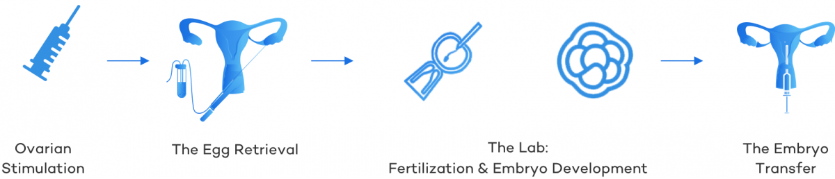 The IVF Process - Everything You Need to Know - CNY Fertility