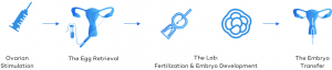 The IVF Process - Everything You Need to Know - CNY Fertility
