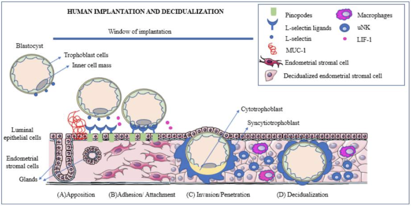 The IVF Implantation Process: Everything You Need to Know