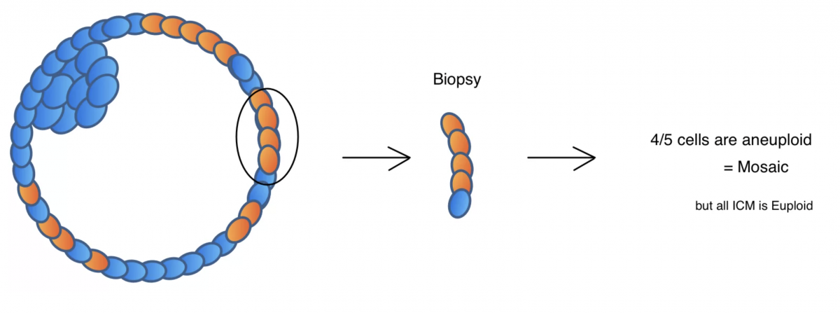 PGT-A: Preimplantation Genetic Testing for Aneuploidy | CNY Fertility